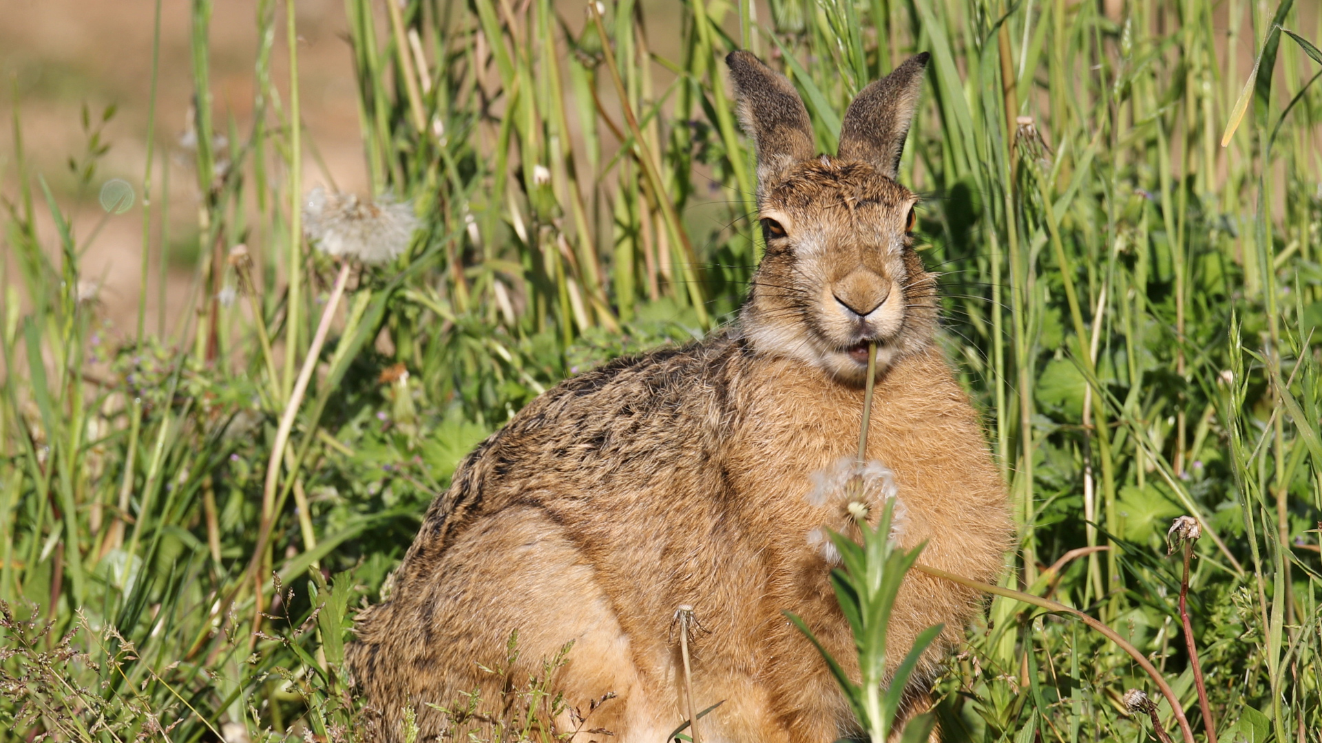Faon, levraut il ne faut surtout pas les toucher ! - Fédération ...